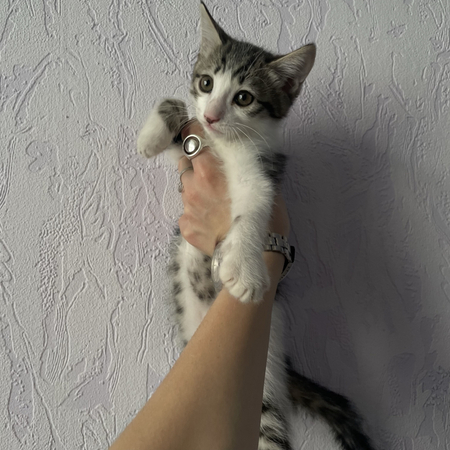 Отдам даром своих котят