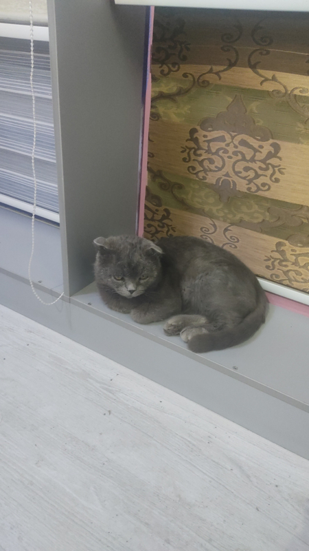 Scottish fold arzon  abmen bor telefonga xs maxdan boshlab tepasiga