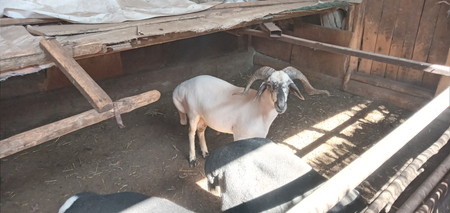 Tagalar sotiladi