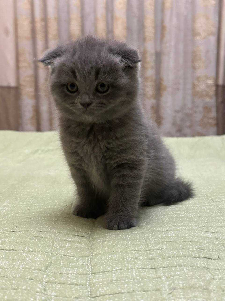 Котята Шикарные чистокровные шотлaндские вислoушки с паспортами