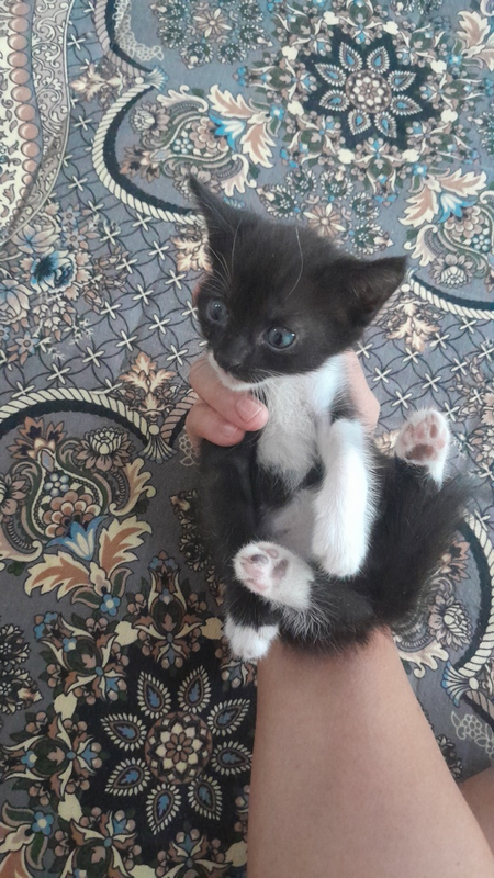 Домашние котенки 1,5 месяца