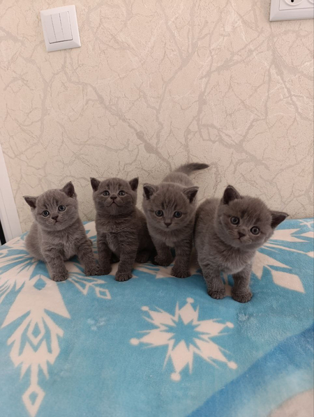 Чистокровный  Британский кот