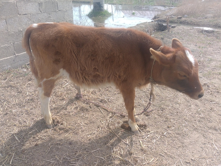 Buxopo vobkent tumani