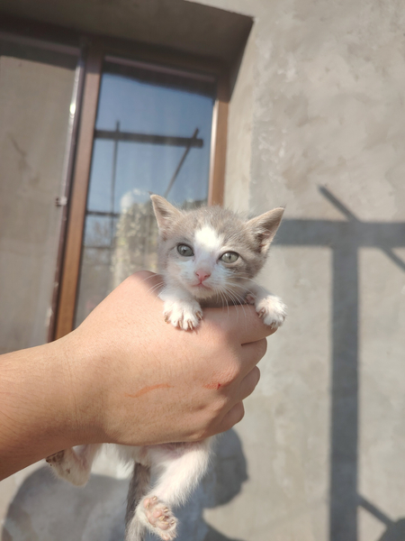 Котёнок красивый озорной