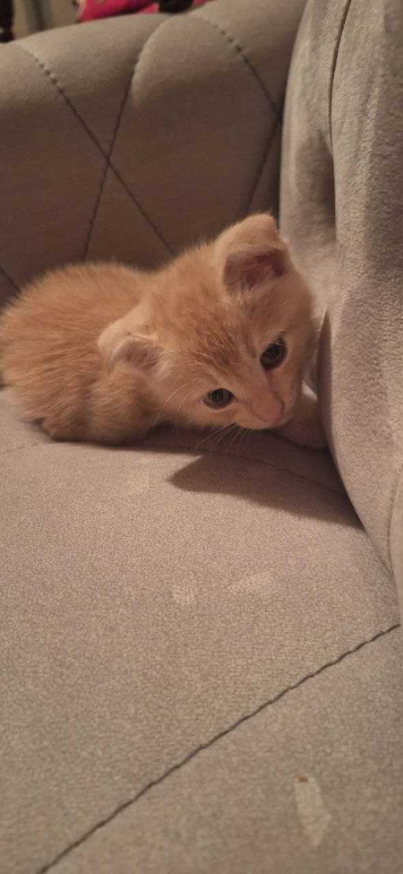 Vi esho ne znayte kak sdelat syurpriz svoim detyam?