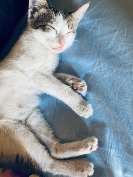 Котята 2 месячные