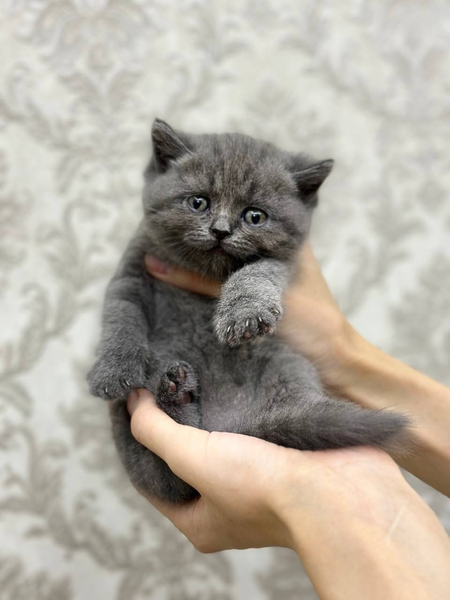 Продаются шикарные котята