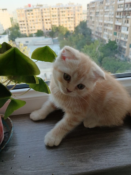 Продаются котята Скотиш Фолд