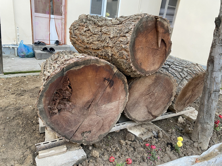 Goʻsh chopishka tosin tut daraxti