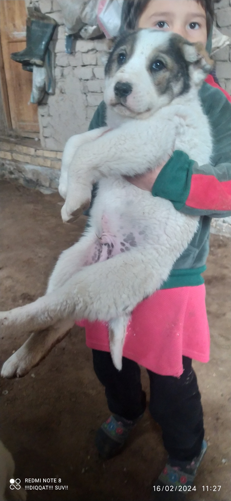 Panda linya 20 kunlik kuchuklar sotiladi
