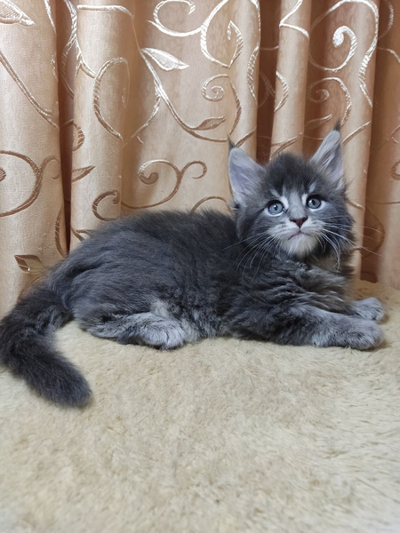 Мейн Кун девочка