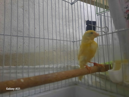 Канарейкалар,  паровкага тайёр ёш модалар тоза қонли,  Чилонзорда
