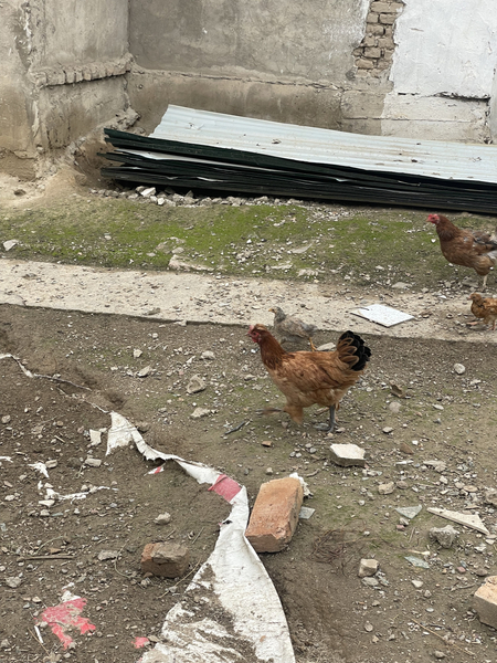 Товук ва хороз