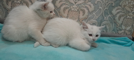 Срочно продам котят