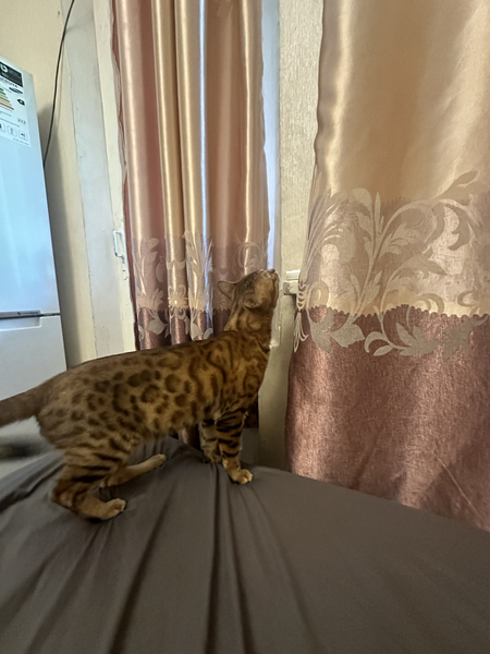 Бенгал мальчик вязка