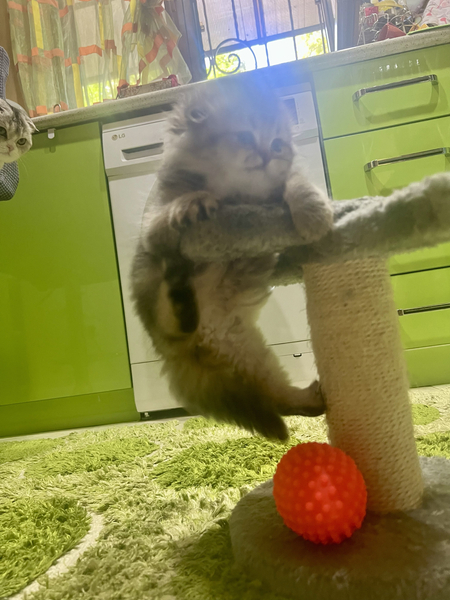 Шотланский скоттиш фолд! Золотая шиншилла!