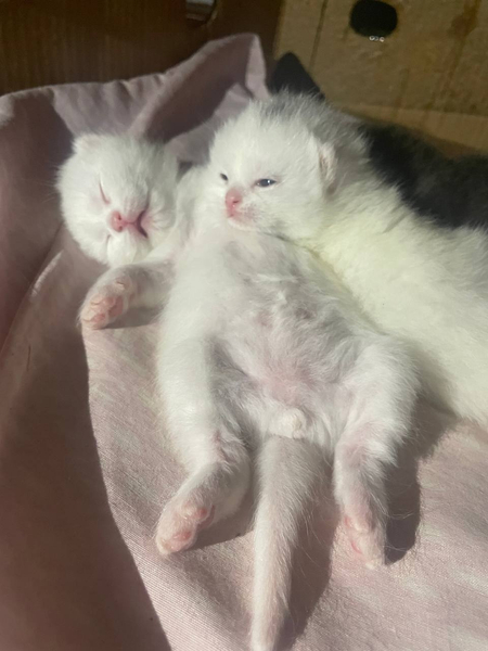 Котики продается