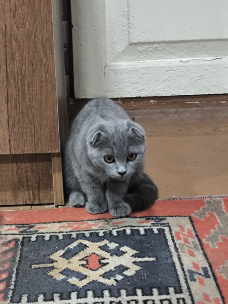 Scottish fold сотилади