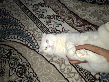 Взяка кот ! Сотилмайди !