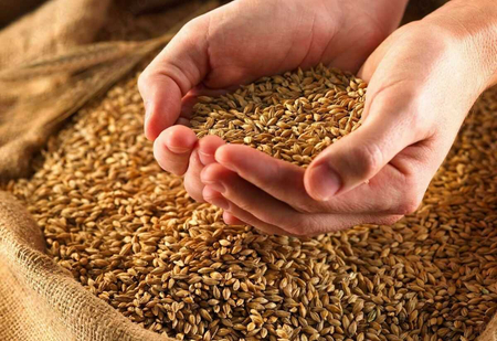 Линия для очистки Миндаль, Арахиса и Пшеницы от Турецкей компании