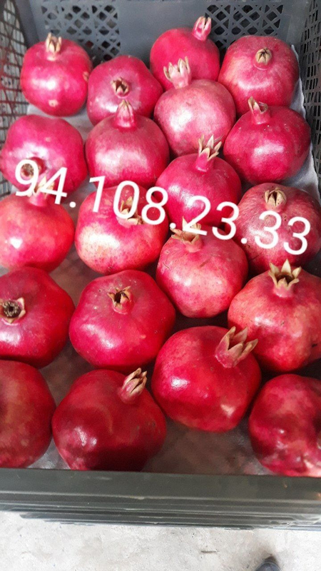 Dekerativ Ko\\\'chatlar