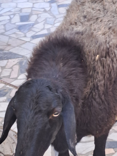 Qõchqorlar va qõylar sotiladi