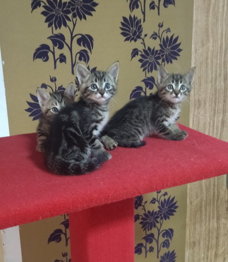 Азиатские тaбби котята продаются