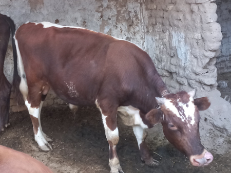 Molla sotiladi yeb ichari yaxwi sog' narsa galishib bariladi