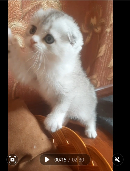 Мальчики скоттиш фолд