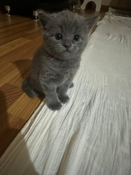 Продаются котята