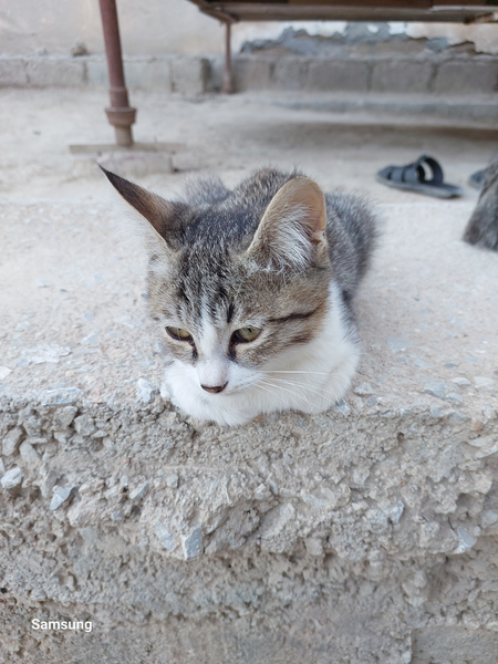 Кошка и 3 котята бесплатно отдам в добрые руки