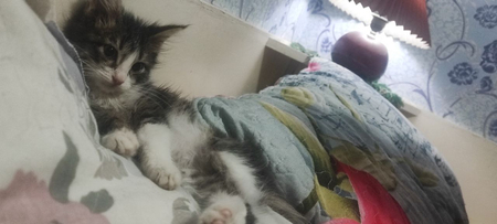 Продаётся котенок