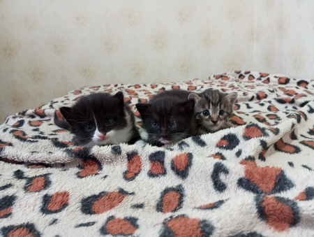 Отдаем котят бесплатно в добрые руки!:)