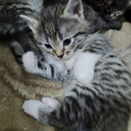 Продаются котята скотч страйк