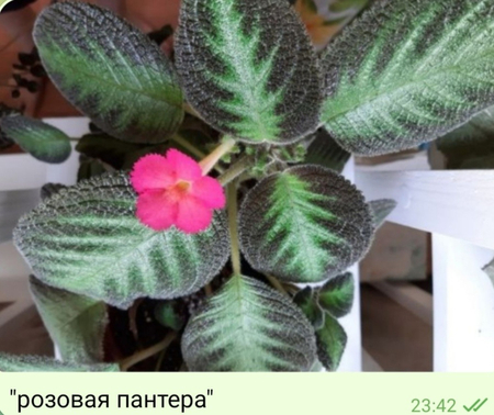 Продаются эписции