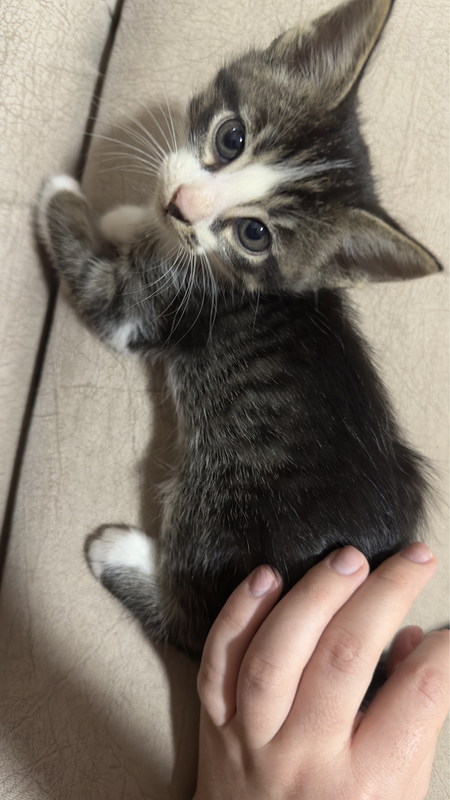 Котенок мальчик! Отдам в хорошие руки бесплатно