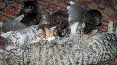 Котята домашние чуть больше месяца