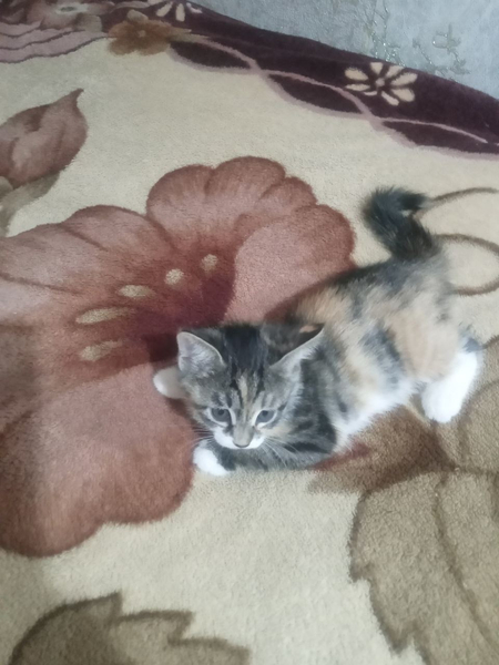 Отдам котенка в добрые руки