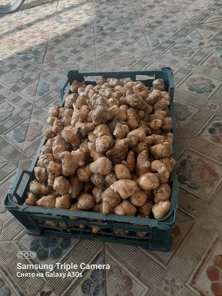 Tapinambur sotiladi tezda katta miqdorda bor