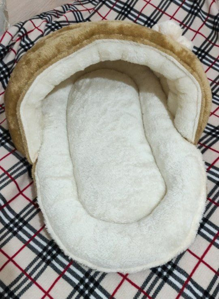 Skottish fold ogil bola