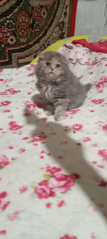 Продам Породистого котёнка девочку 1,5 месяца.