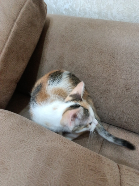 Котята в любящие руки