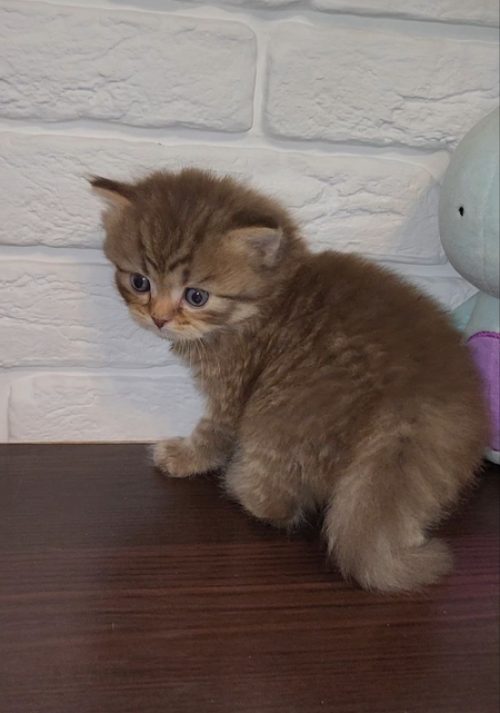 Продается котёнок фолд британский шиншилла