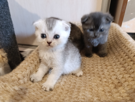 Скоттиш Фолд ( Серебристая Шиншилла)