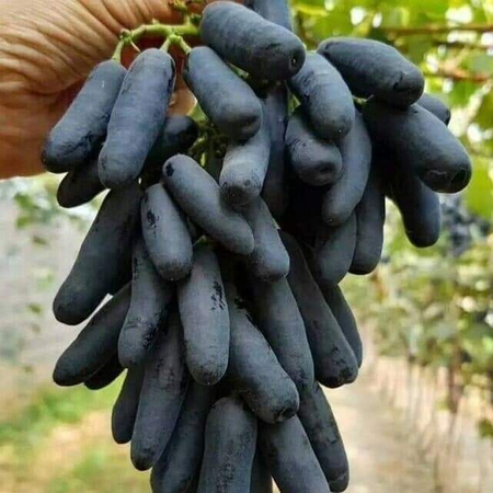 Mevali ko\\\'chatlar