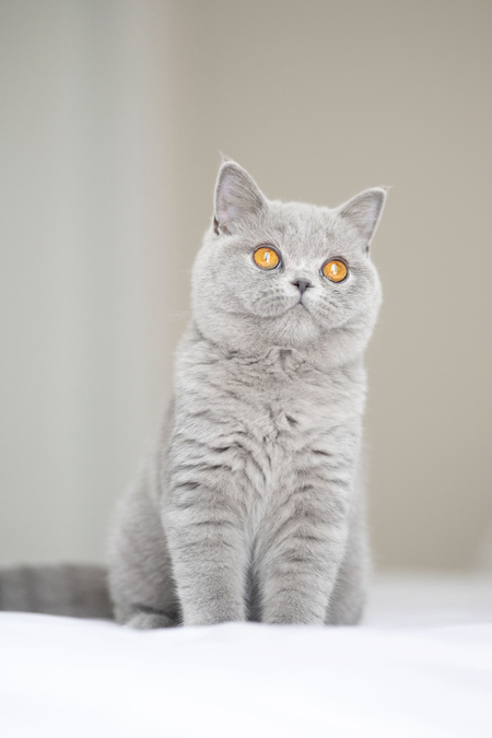 Британский котенок