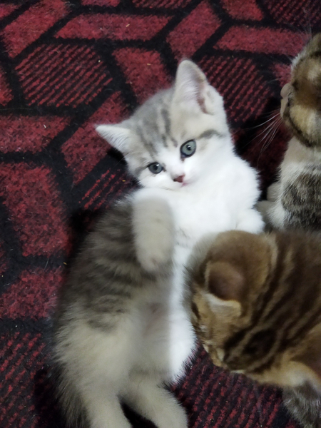 Вязка кот скоттиш страйт
