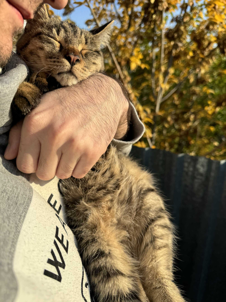 Котенок. Европейская короткошерстная