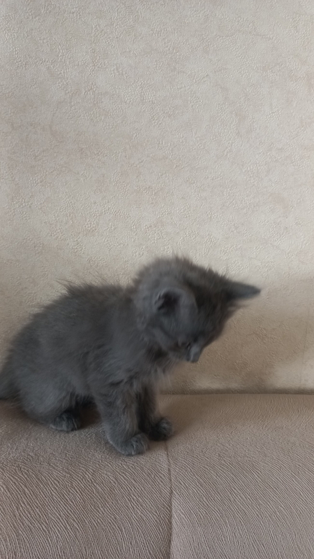Продаются котята