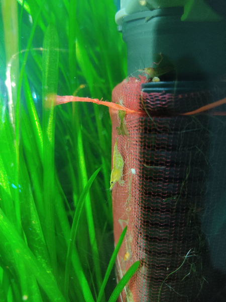 Akvarium krivetkalari